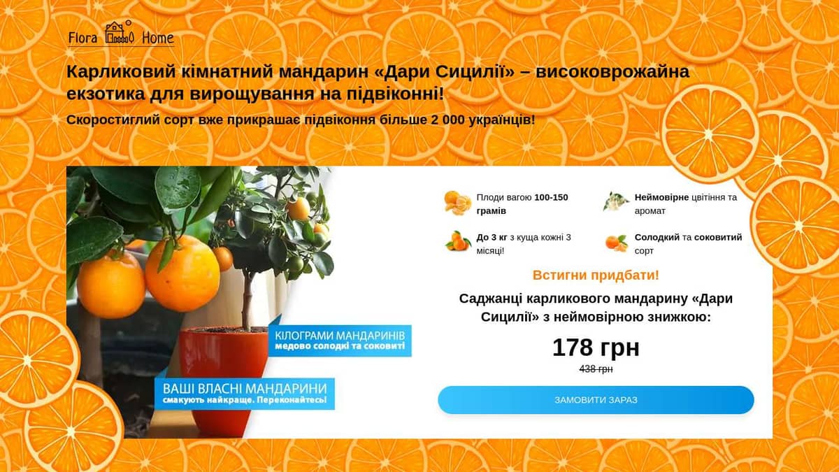 Карликовий мандарин Дари Сицилії | Для кімнатного вирощування!
